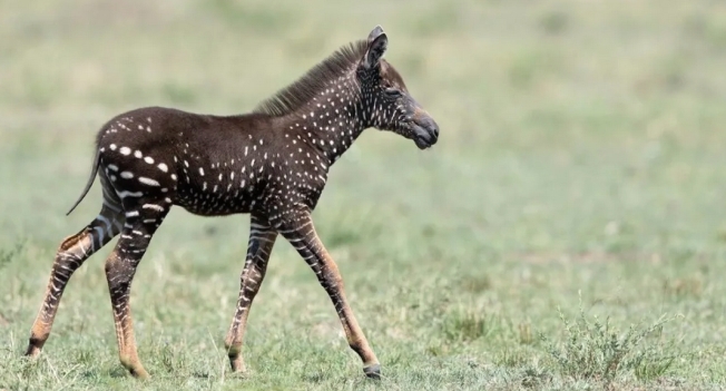 White Wolf : Newborn Zebra With Rare Polka Dot Markings Is Spotted In Kenya
