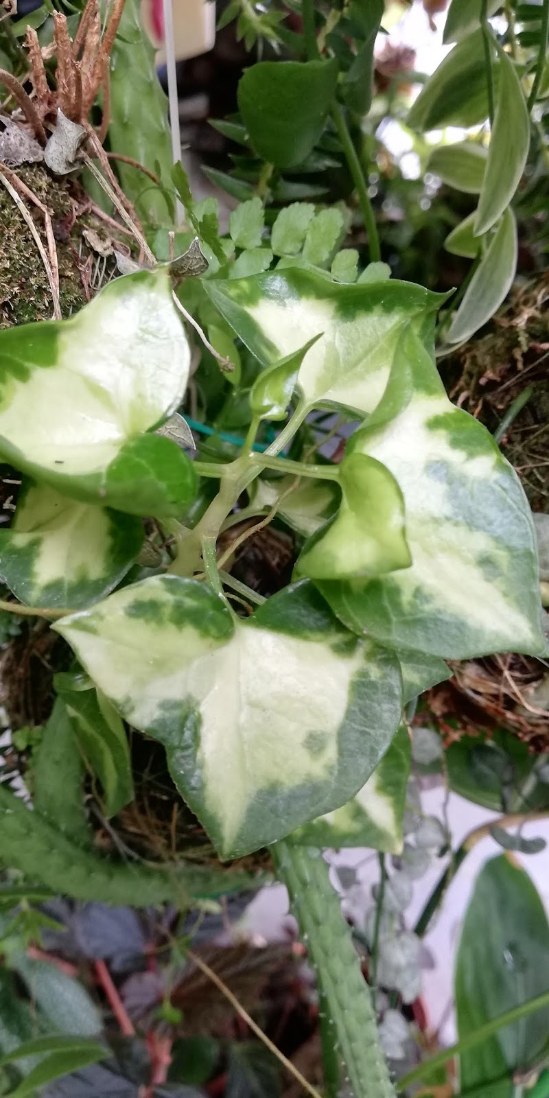 Garden Chronicles of James David: Senecio macroglossus 'Variegata' (Wax ...