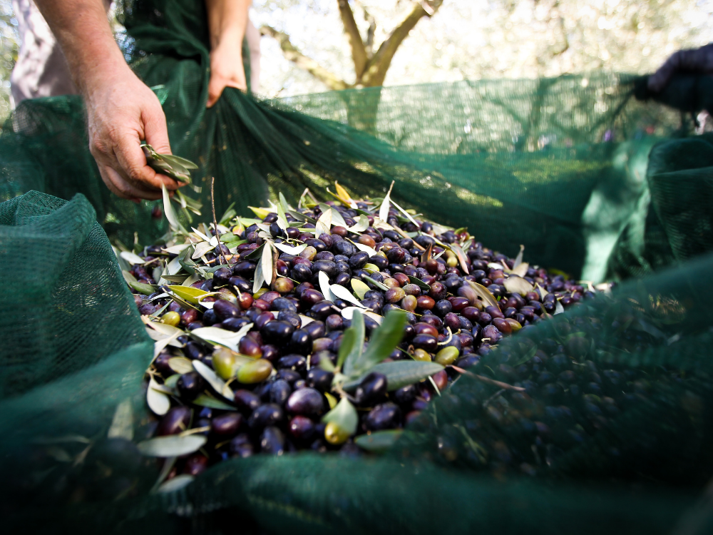 Health Benefits Of Eating Olives - The FarmPURE