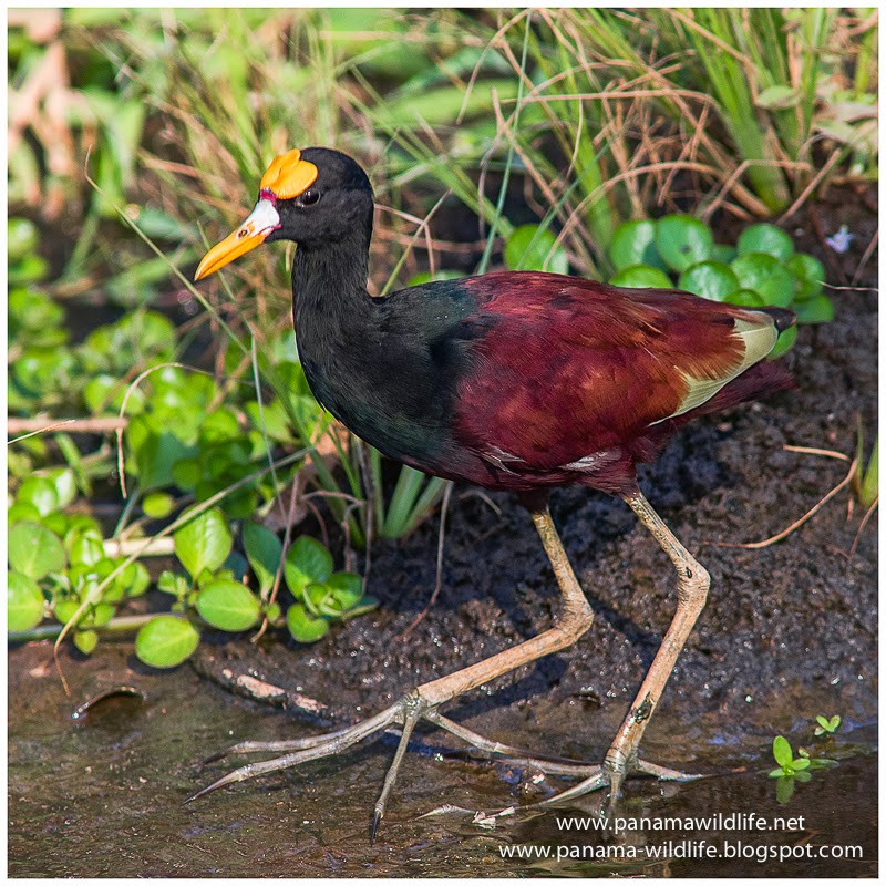 Featured family: Jacanas of Panama