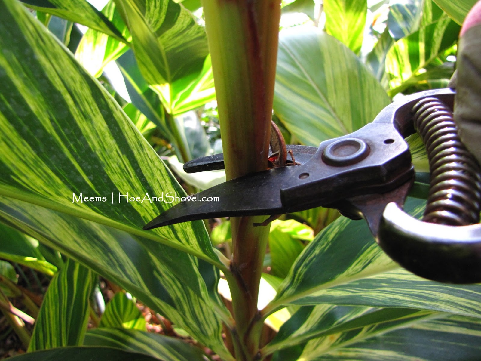 Hoe and Shovel: How-to Trim Shell Gingers