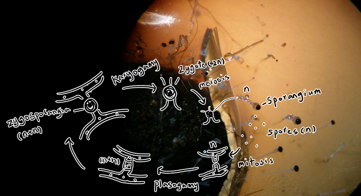 BIOL213 | PLANTS TWO: Fungal Culture Observation by [Fun-Guys]