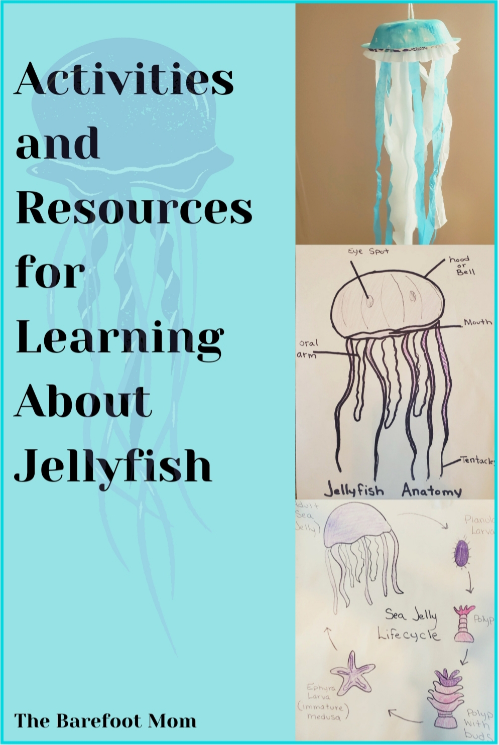 Activities and Resources for Learning About Jellyfish