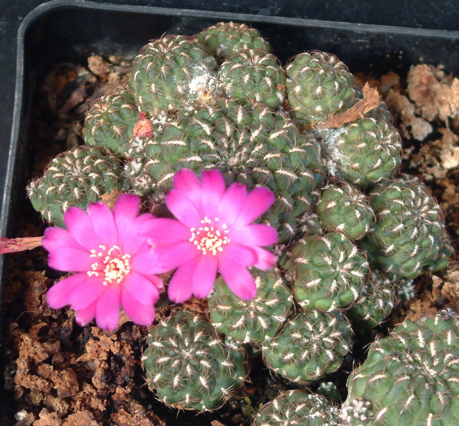 Rebutia, Aylostera y Weingartia: Weingartia steinbachii (Werderm ...