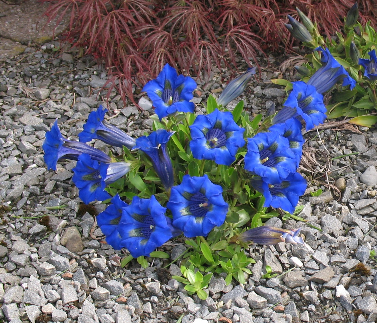 Dollsgardens: Enziane (Gentiana)