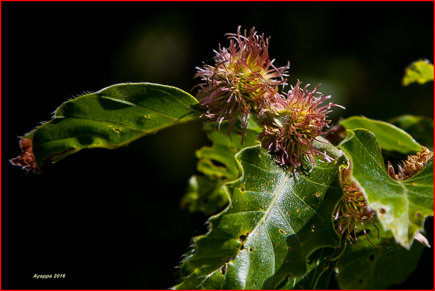 Alberi e dintorni: Fiori di Faggio