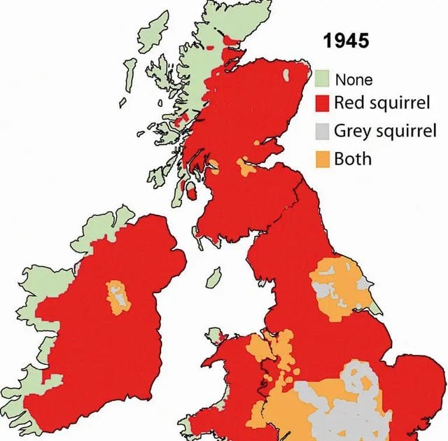 The decline of the Red Squirrel in the British Isles