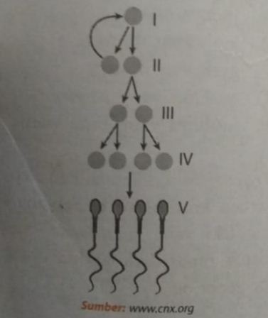 Perhatikan skema spermatogenesis berikut. Sel diploid ditunjukan oleh ...