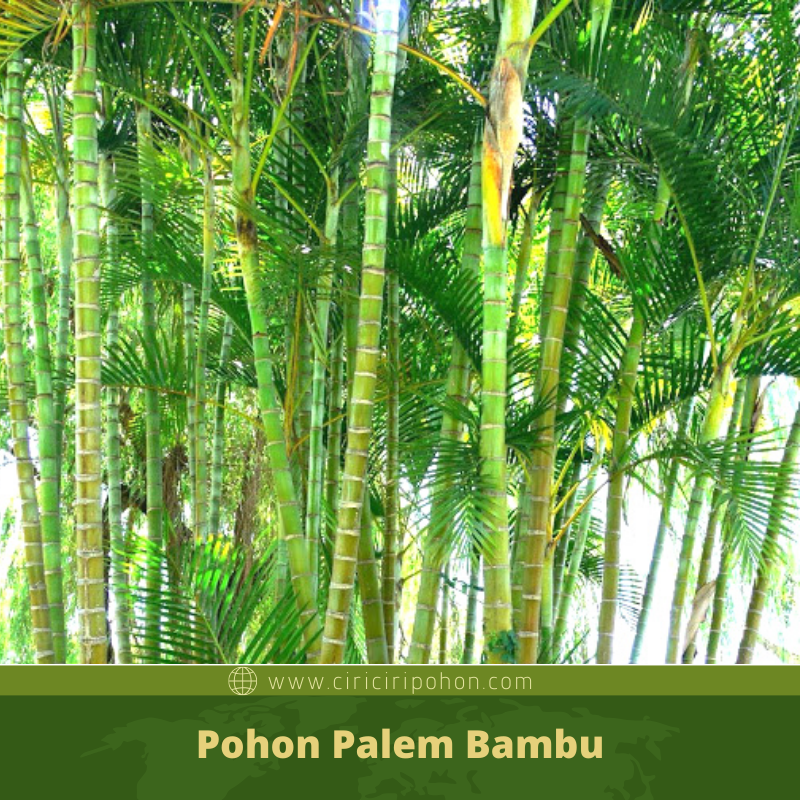 Kelebihan Pohon Palem Bambu yang Penting Untuk Diketahui ...