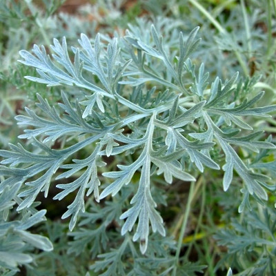 GIORGIO PATTERA : ASSENZIO, LA PIANTA DAI MILLE SEGRETI