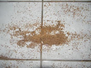 021-22463013 - Mengenal Rayap: 021 22462013 - Ciri rumah yang telah ...