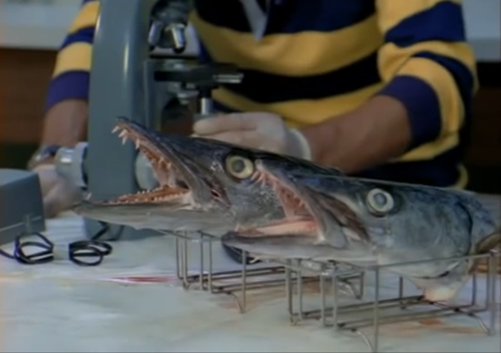 Senseless Cinema: "The Government Doesn't Go Around Killing People ...