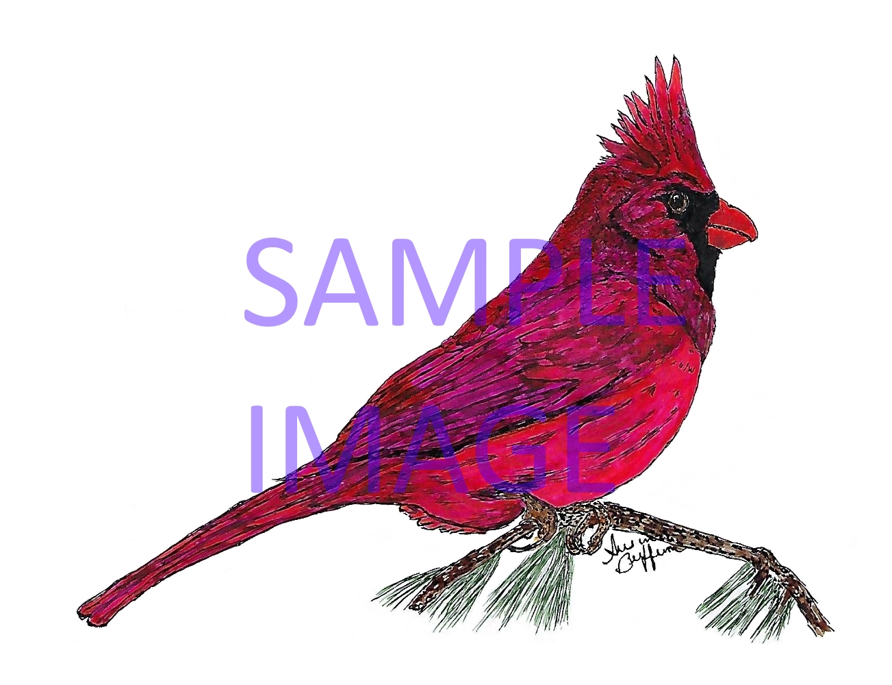 Susan Buffum- Author: Birds