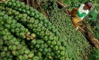 Anim Agro Technology: BUAH BELULUK DAN KHASIATNYA