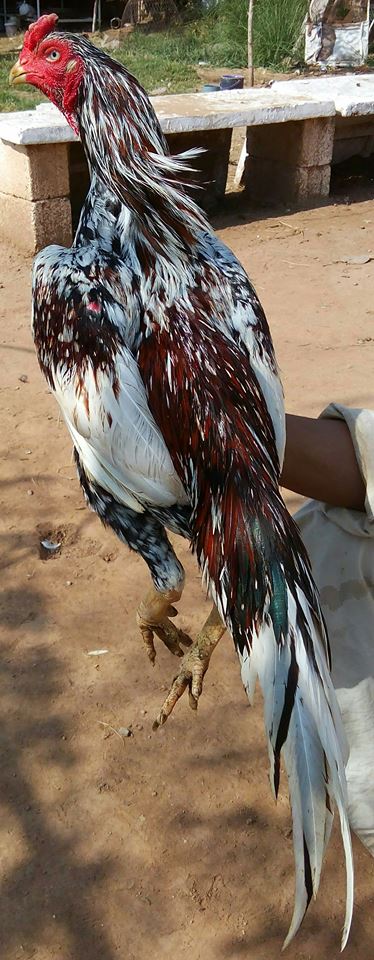 Aseel Photos - 10 Beautiful Asil Photos | Raja Asil