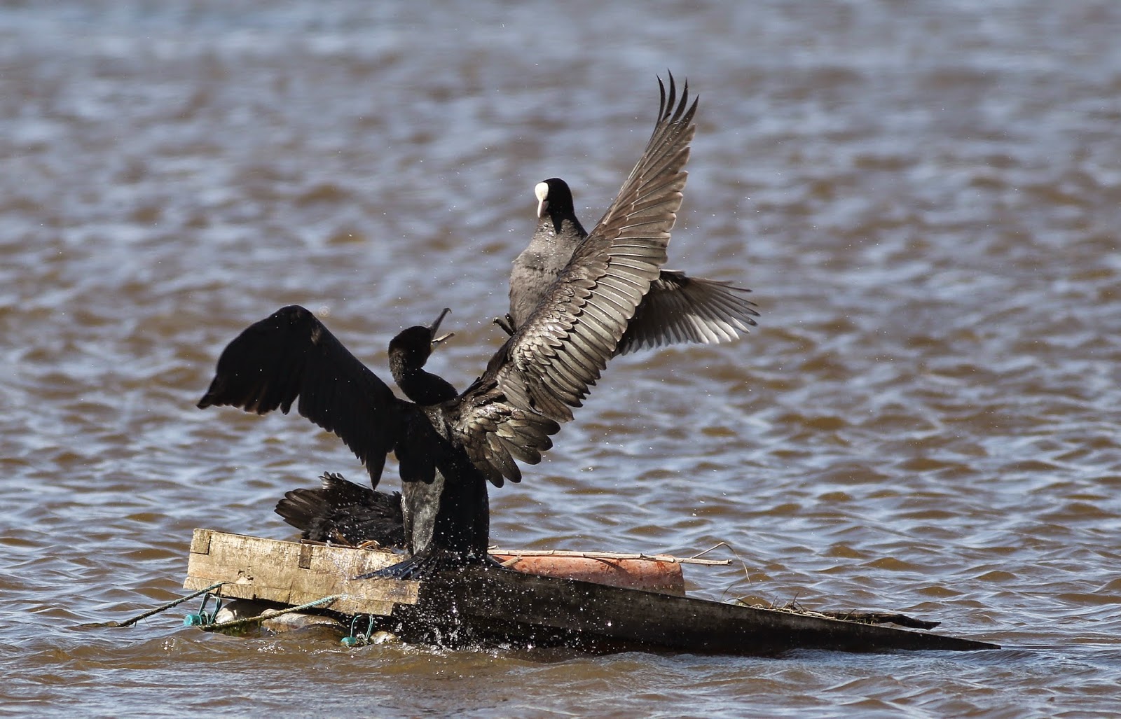 Cormorant Vs Loon at Jasper Corral blog
