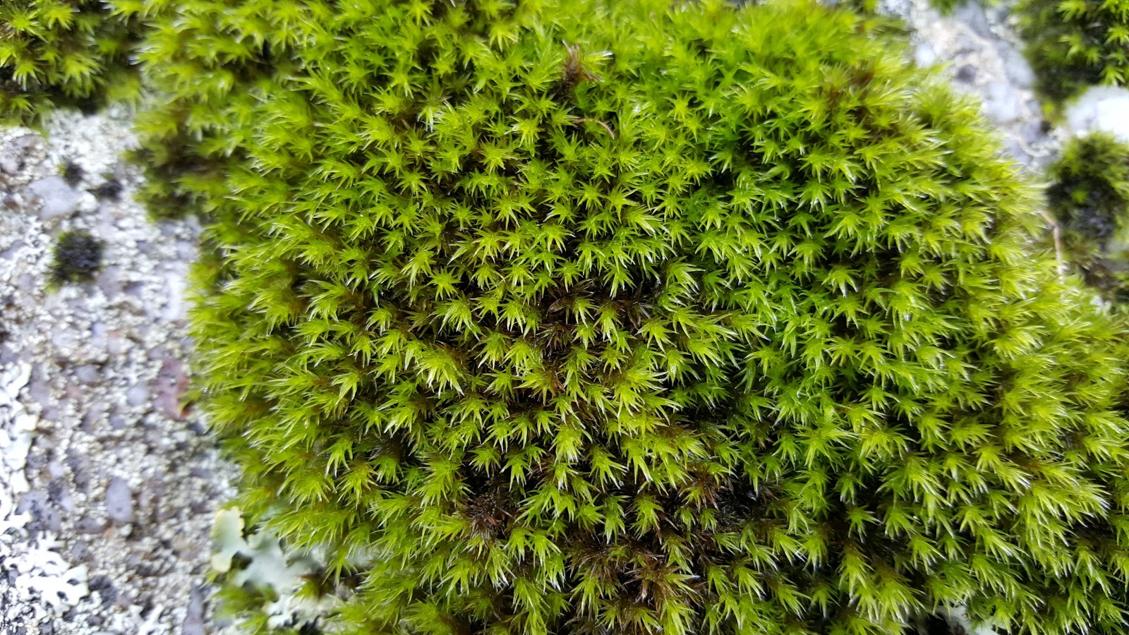 South Wales Bryophytes: 2018