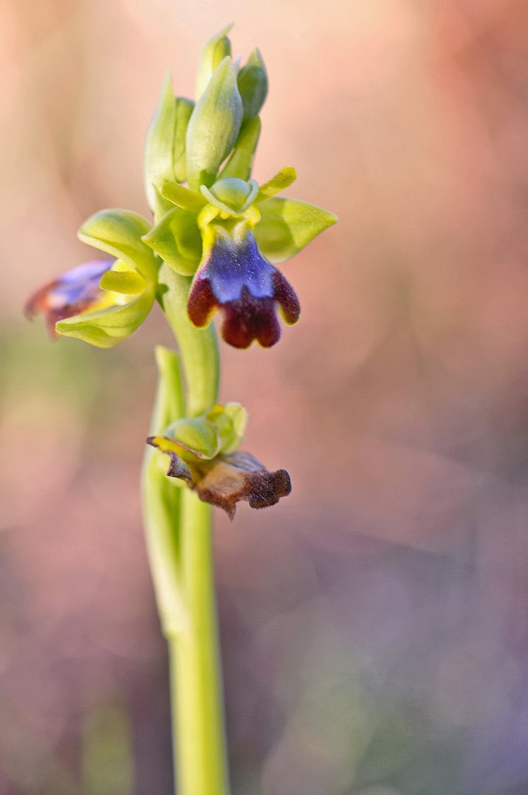 NaturalezaVaria: Ophrys gr fusca.