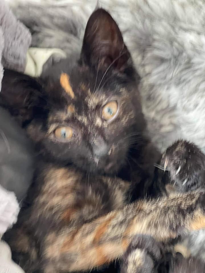 Catwel Cardiff Registered Cat Charity no 1086255