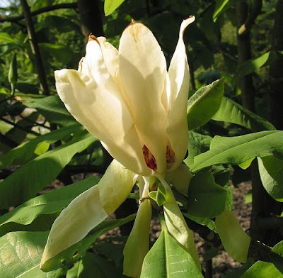 WORLD OF MAGNOLIAS: Magnolia tripetala