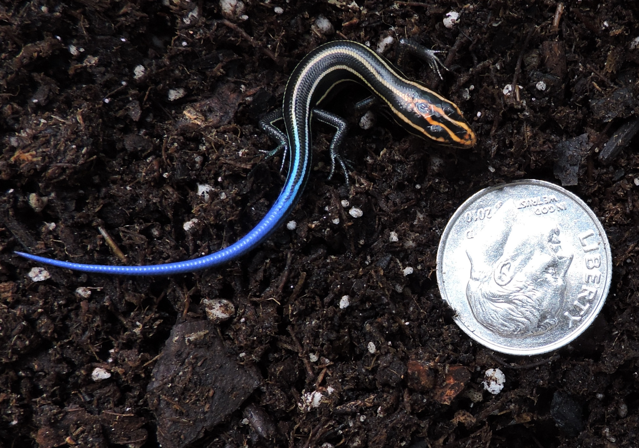 Springfield Plateau: Battling Skinks