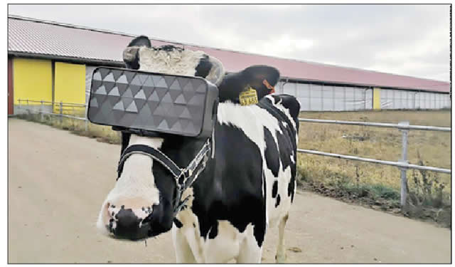 Why This Cow Is Wearing a VR Headset