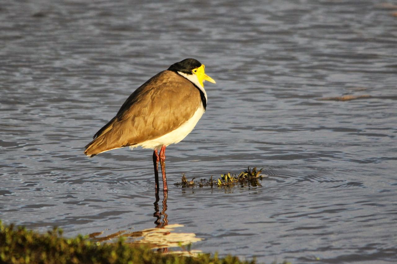 Pete's Flap Birding Aus: Tamar Island Wetlands, Tasmania
