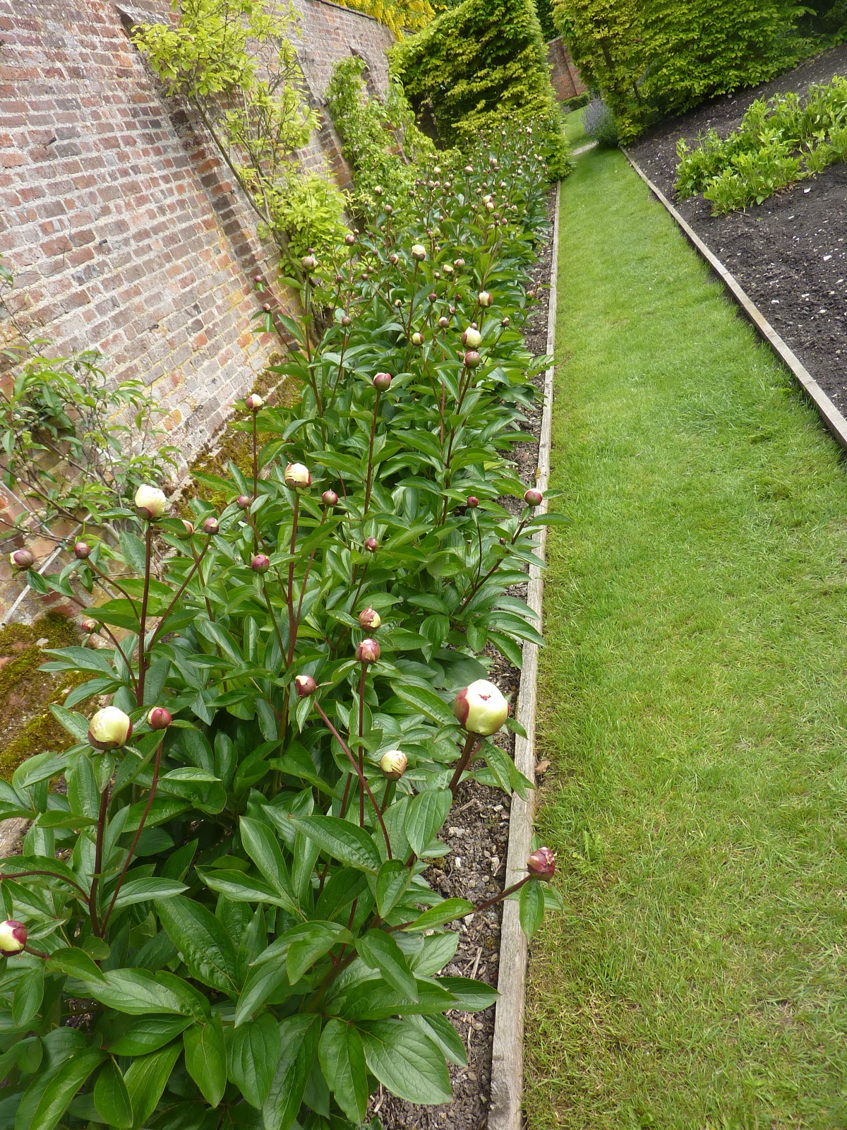 Easy Retirement: The Manor House, Bledlow - Open Garden