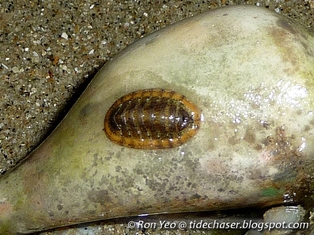 tHE tiDE cHAsER: Chitons (Phylum Mollusca: Class Polyplacophora) of ...