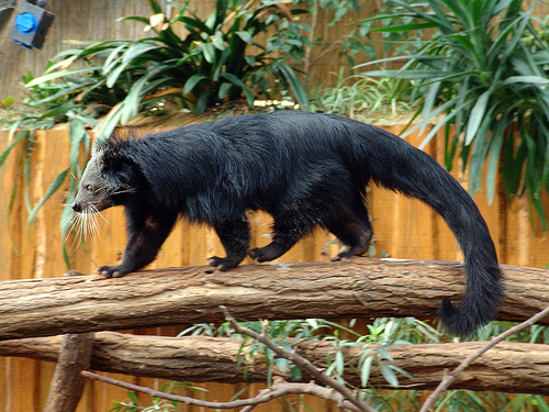 Mengenal Musang Terbesar Binturong