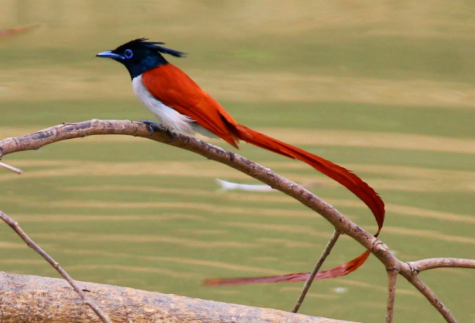 Michael Scally Md Mostly Androgens Asian Paradise Flycatcher