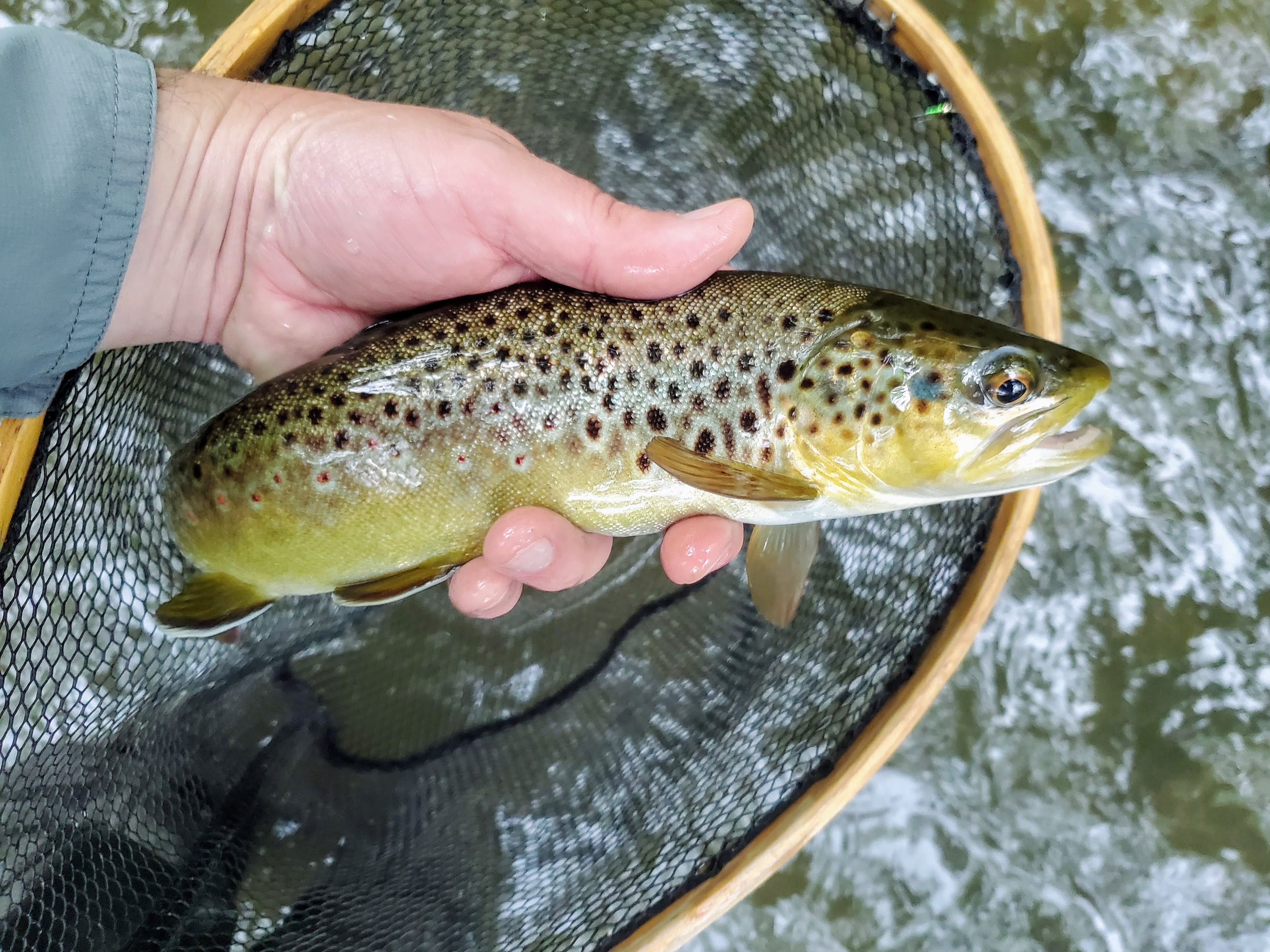 Sick Days Fishing: May 31, 2021 – Yay, Rain! Boo, Cold! Yay, Fish ...