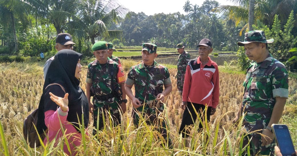 Dandim 0308/Prm Panen Padi di Demplot Bios 44 Koramil 04/Sicincin | Akurat - Faktual - Elegan ...