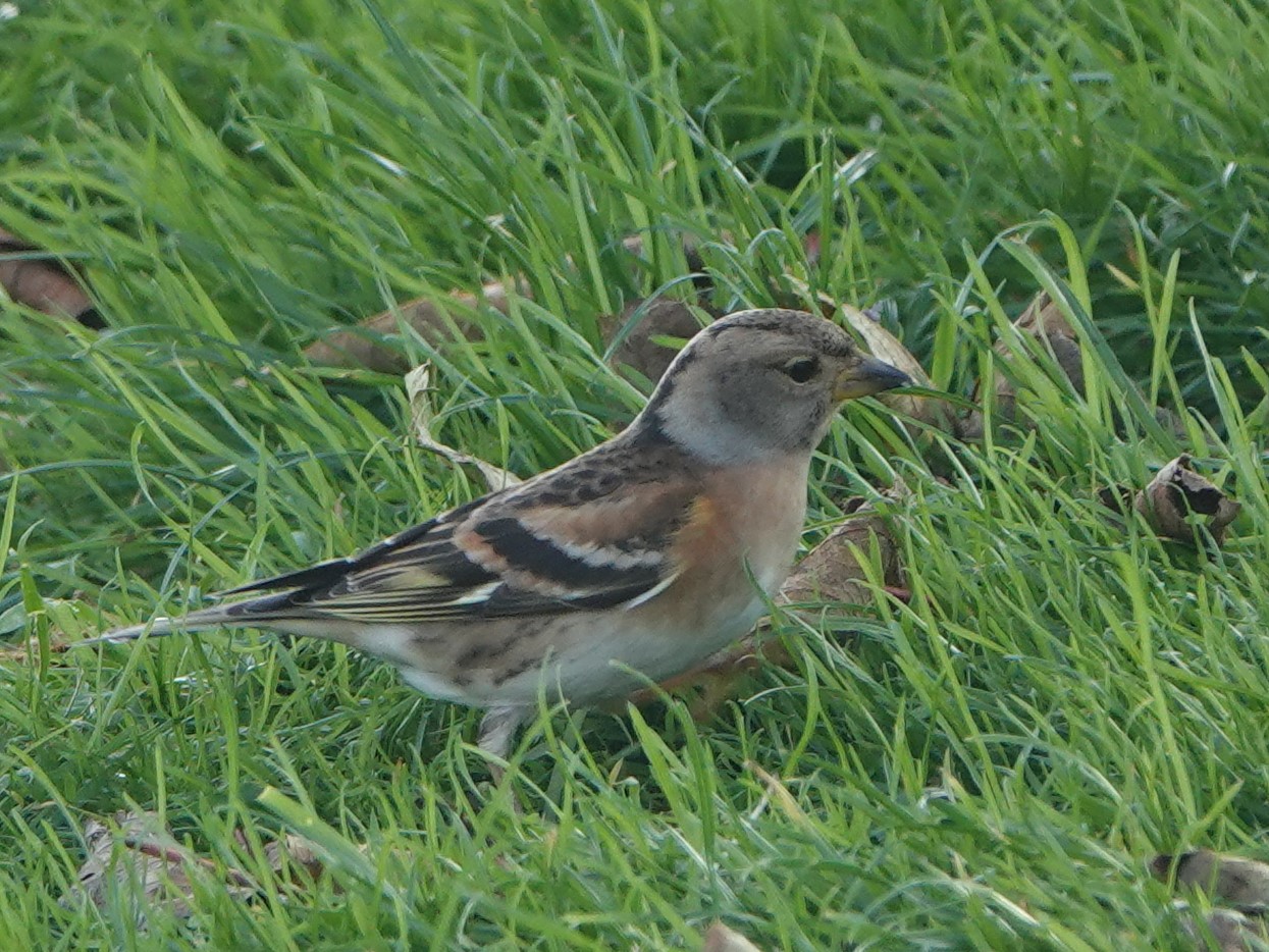 Pembrokeshire Birds: Brambling