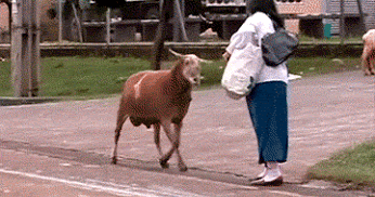 Giphyz Mix: Gifs Cabeçada de Bode