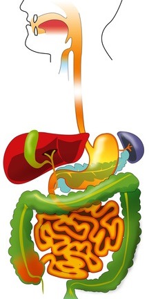 CESAN - Sănătate prin EDUCAȚIE: Andreia : DIGESTIA CORECTĂ a Alimentelor.