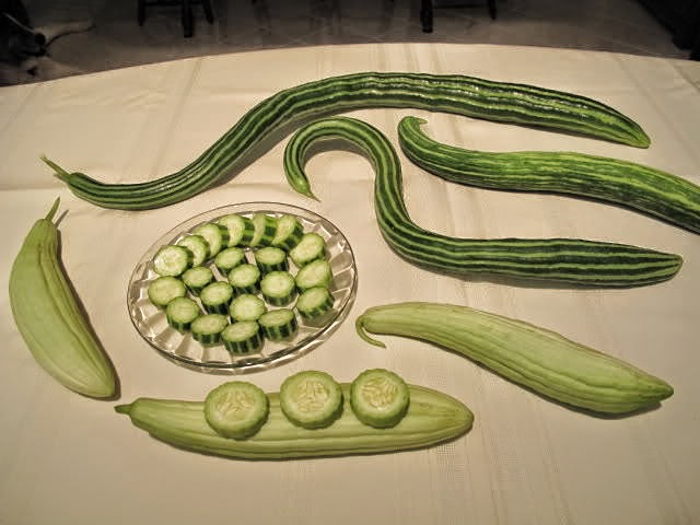 Tarım Siteniz: Acur (Cucumber Armenian )