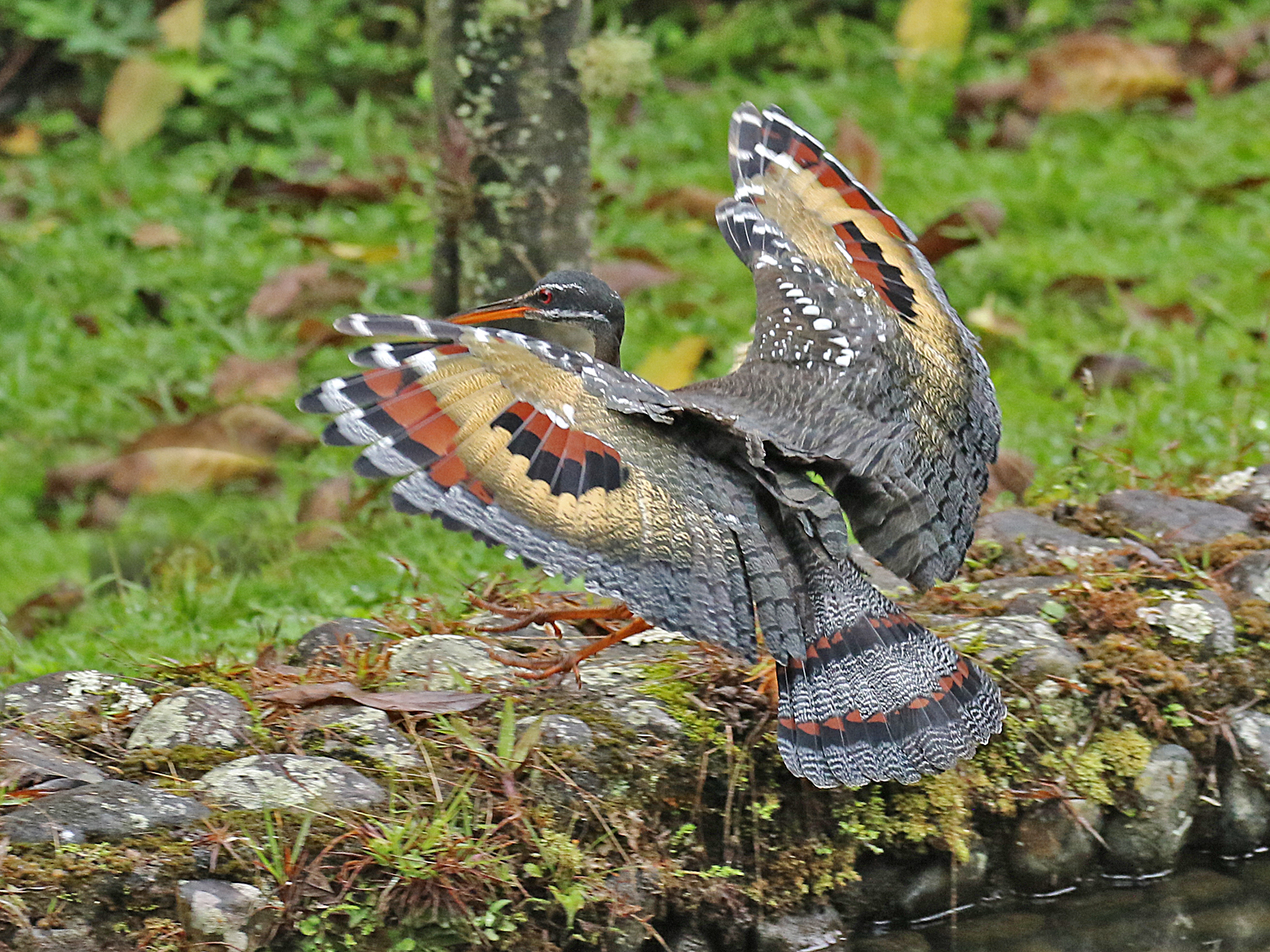 SUNBITTERN BIRD photos - wallpapers (ανανεωμένο) | the fun bank