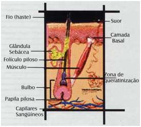 Literatura Pessoal: Cabelos... (6)