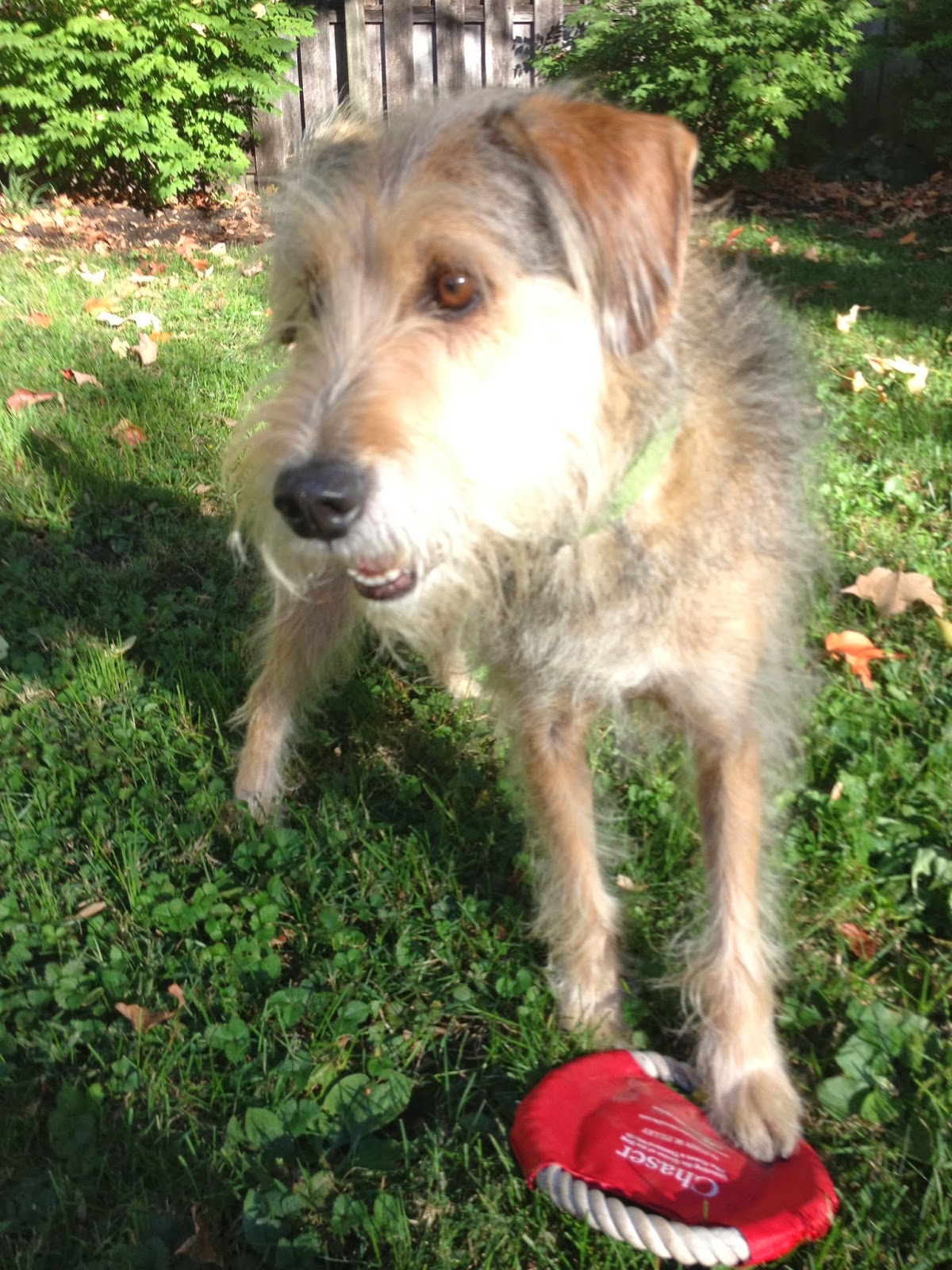 Pet Blog By Bocci @ Bocci's Beefs: Unlocking The Genius Of Chaser The ...