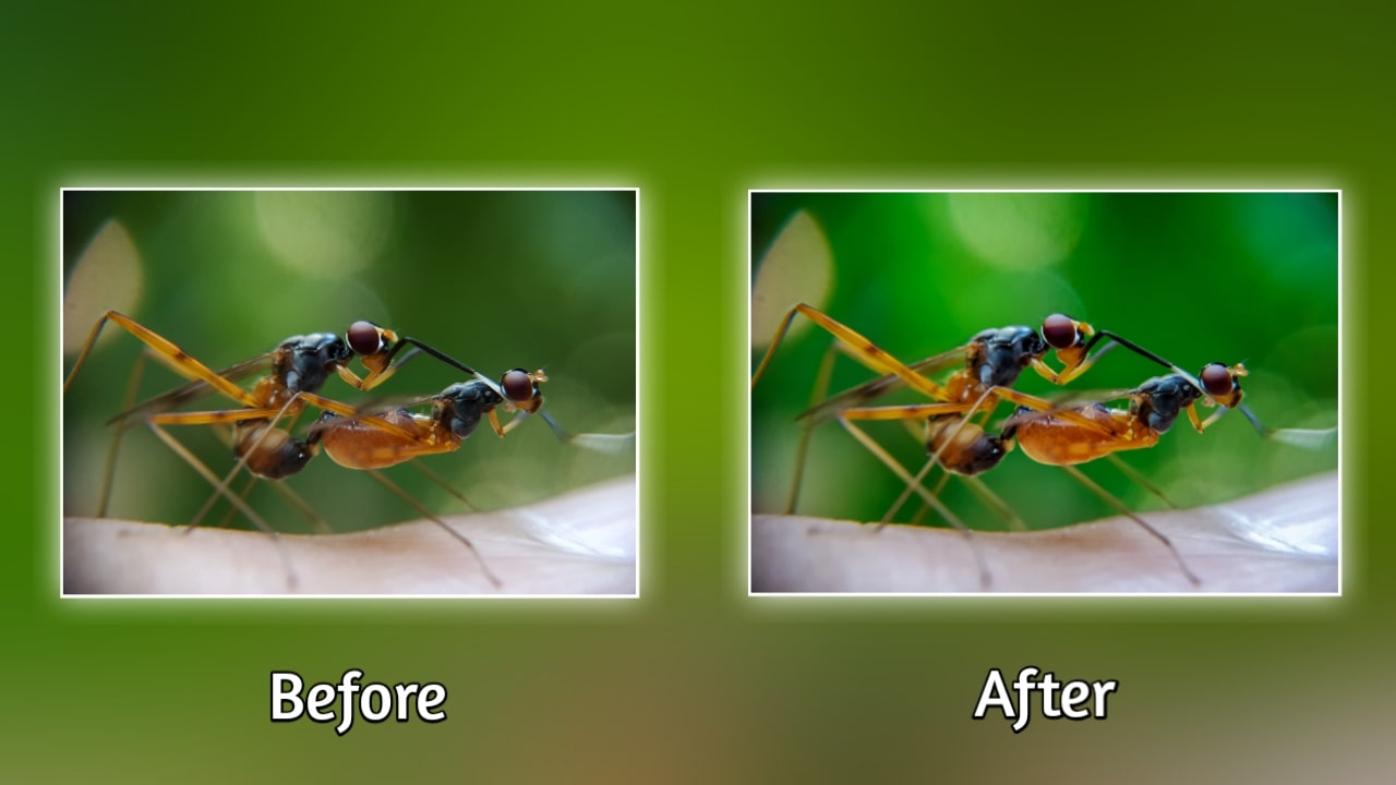 Macro Photography | How To Edit Macro Photos Using Lightroom and Snapseed