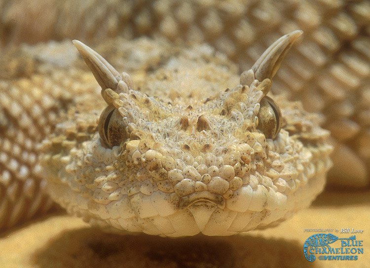 POE 113 DEL IEMS TLAHUAC: CASCABEL LA SERPIENTE DIVINA