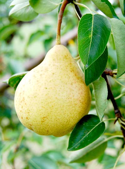 Pears Benefits - Health Food Nutrition