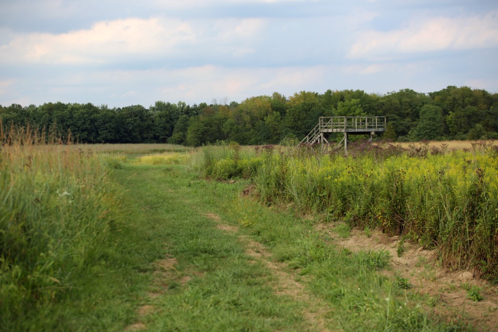 Ohio Birds and Biodiversity: A barrel of bullbats