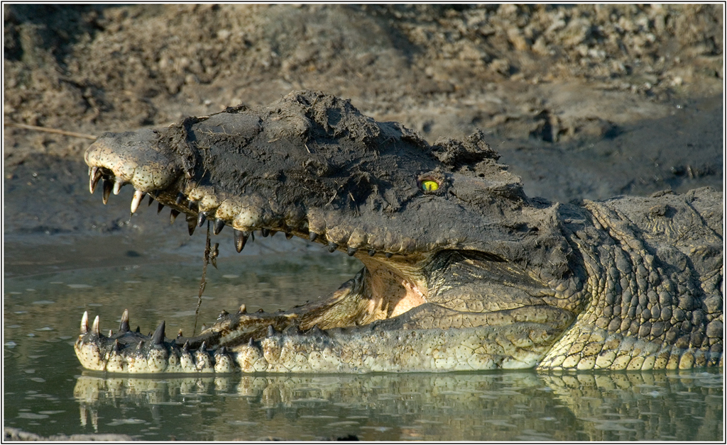 TOM DYRING WILDPHOTO / NN: CROCS IN CAVES