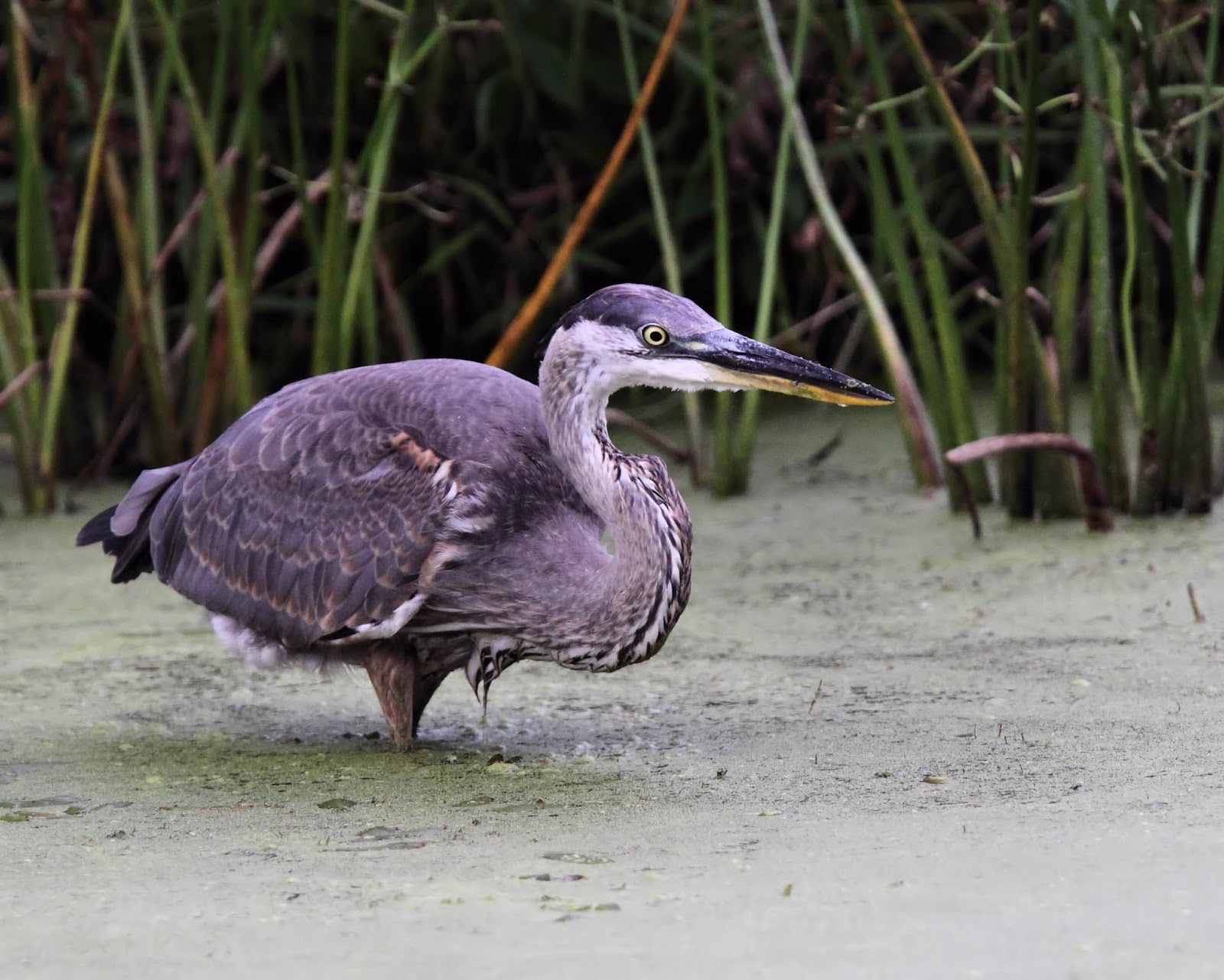 Birds from Behind : On the prowl...