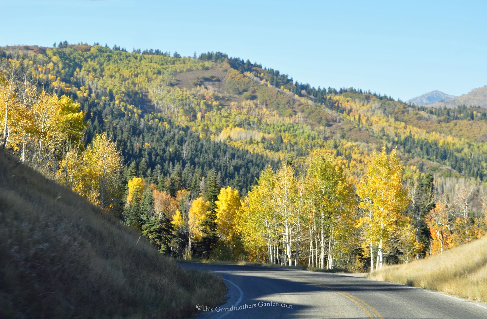 This Grandmother's Garden: The Secret of the Quaking Aspen