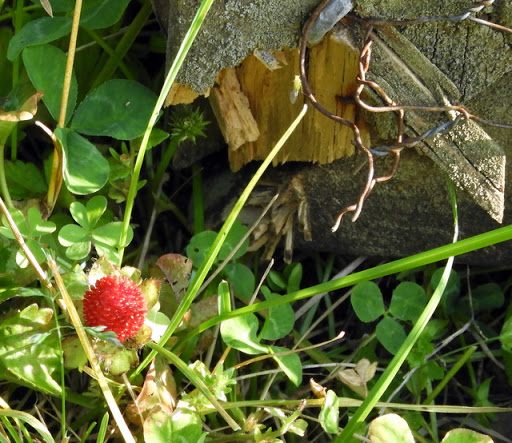 Red Snake Berries