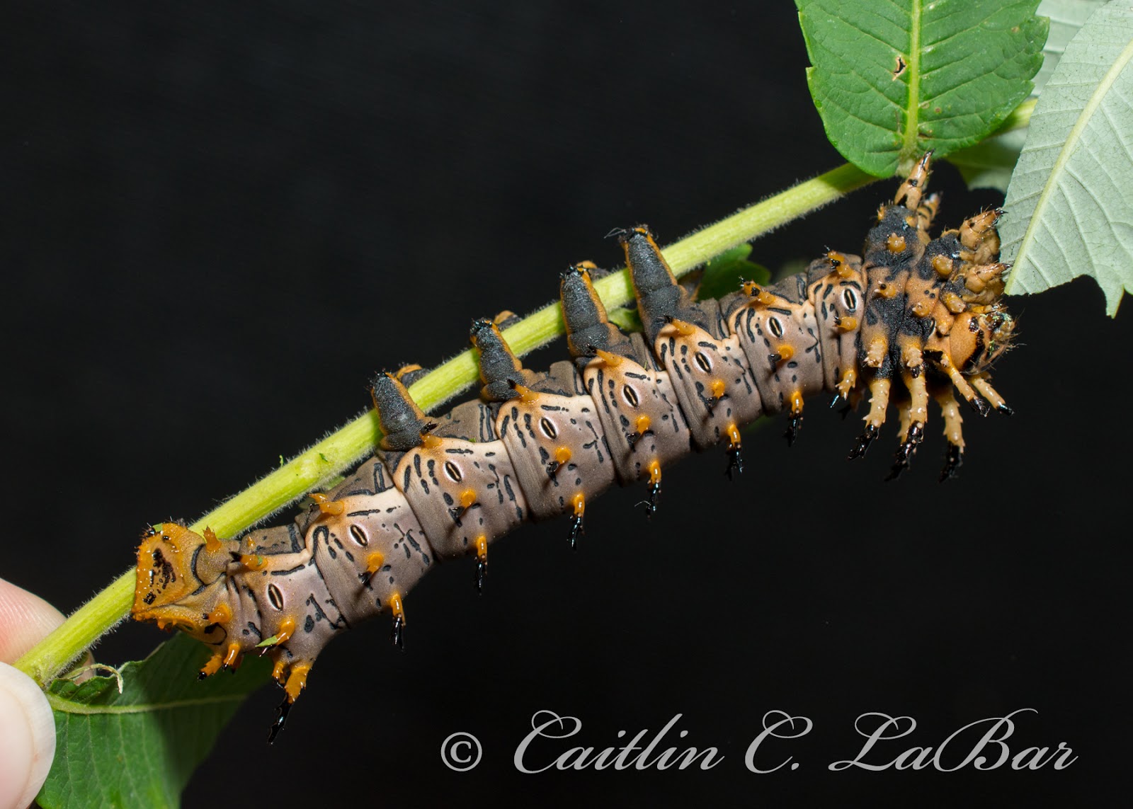 Northwest Butterflies: Citheronia splendens...Splendid Royal Moth