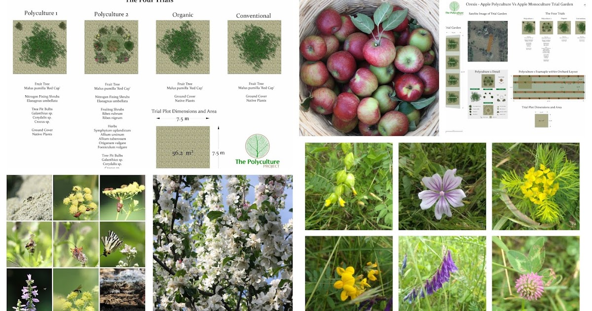 Balkan Ecology Project : Polyculture Trial - Apple Polyculture vs ...